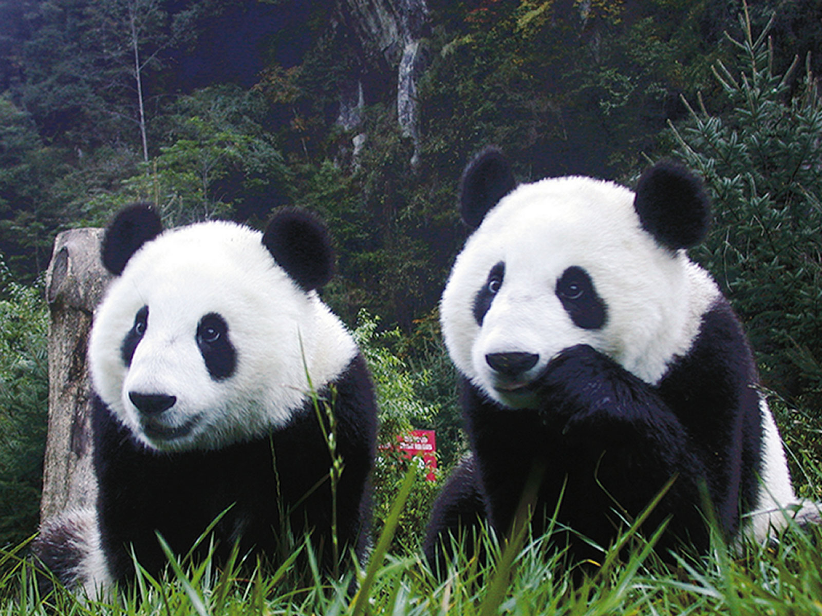 Giant Panda | HD Wallpapers (High Definition) | Free Background