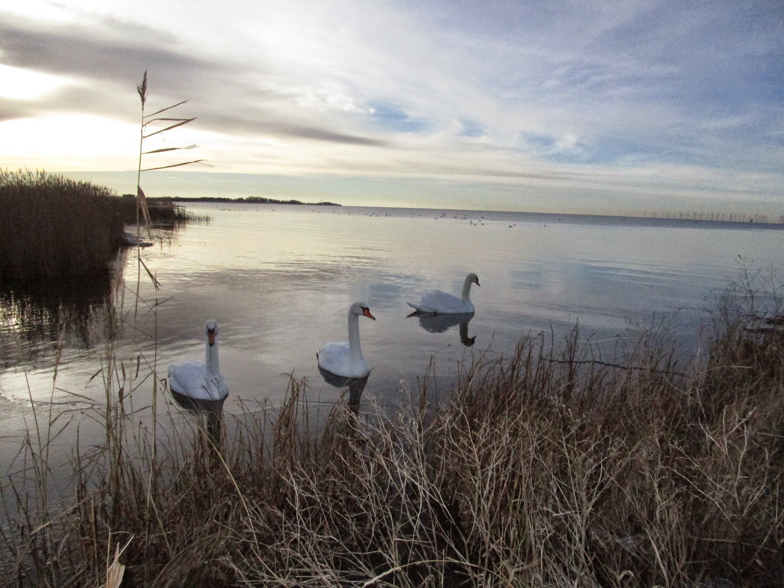 Strandhemliv: Hungriga svanar