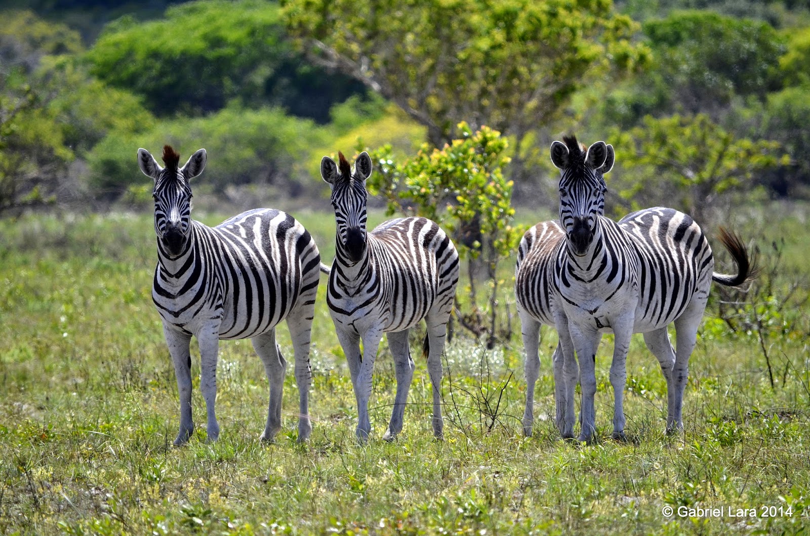 ¡NWADZINGUELE: MOZAMBIQUE!: La Reserva Especial de Maputo