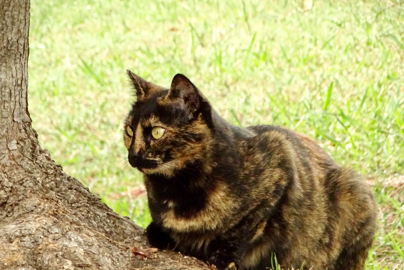 SANTICAT GATOS CIMARRONES: GATO CHOCOLATE Y GATO LILA