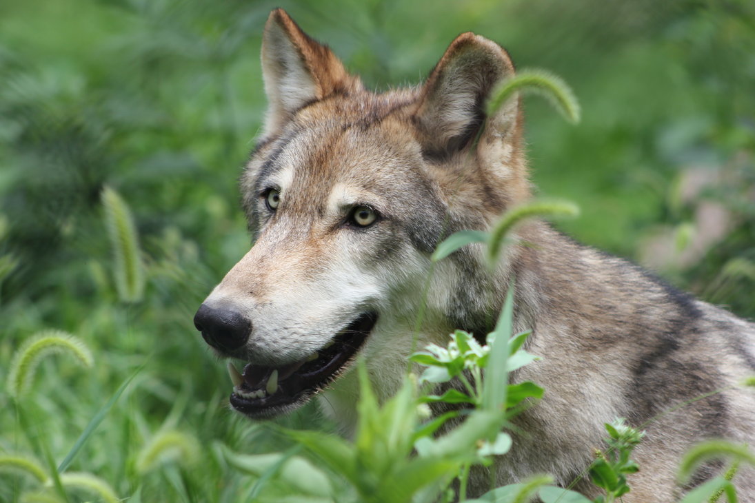White Wolf : 17 Pictures Of Happiest Wolves Who Show The Best "Smiles"