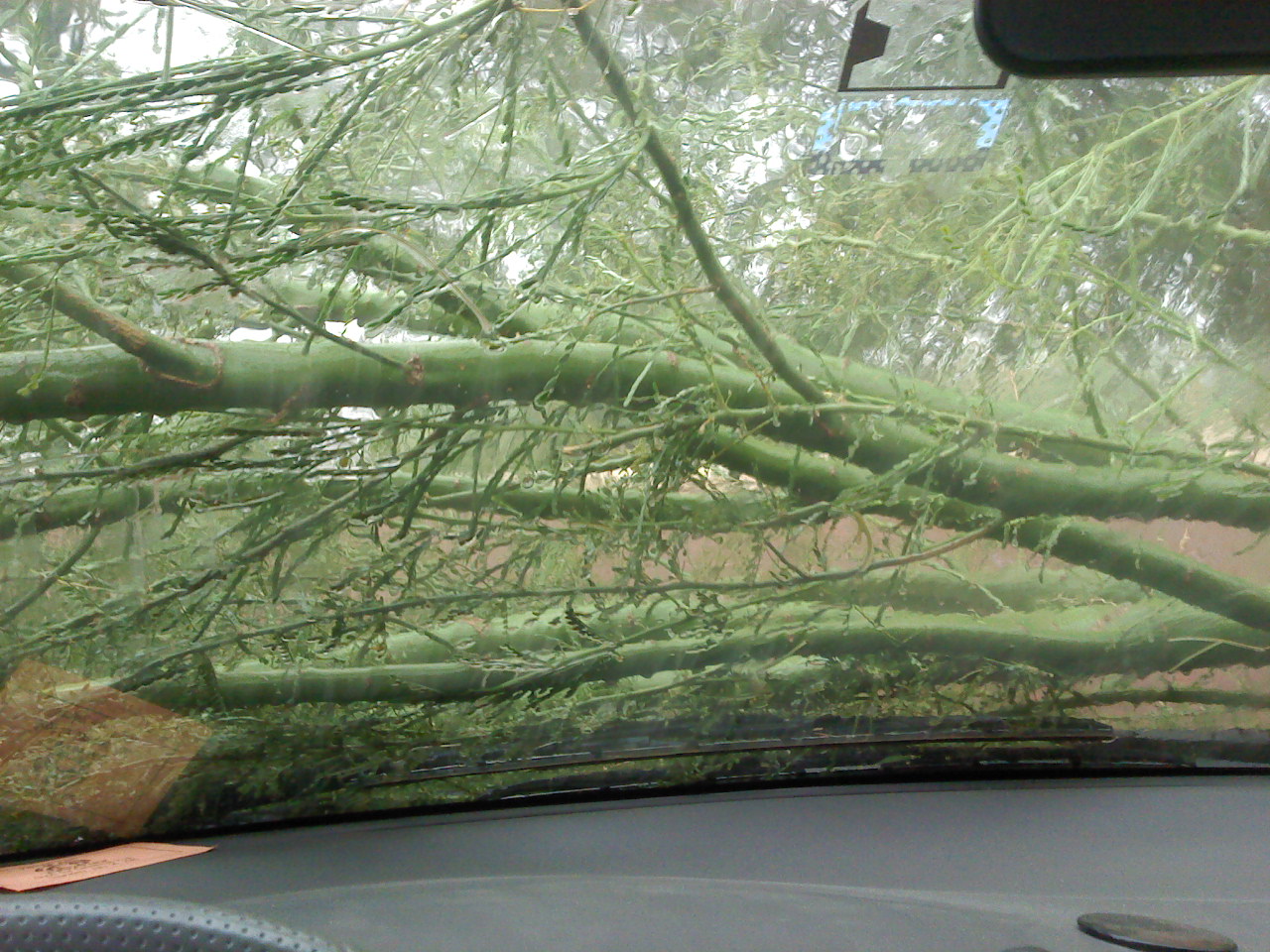 The Bumpy Ride: (43-356) Arizona Rain