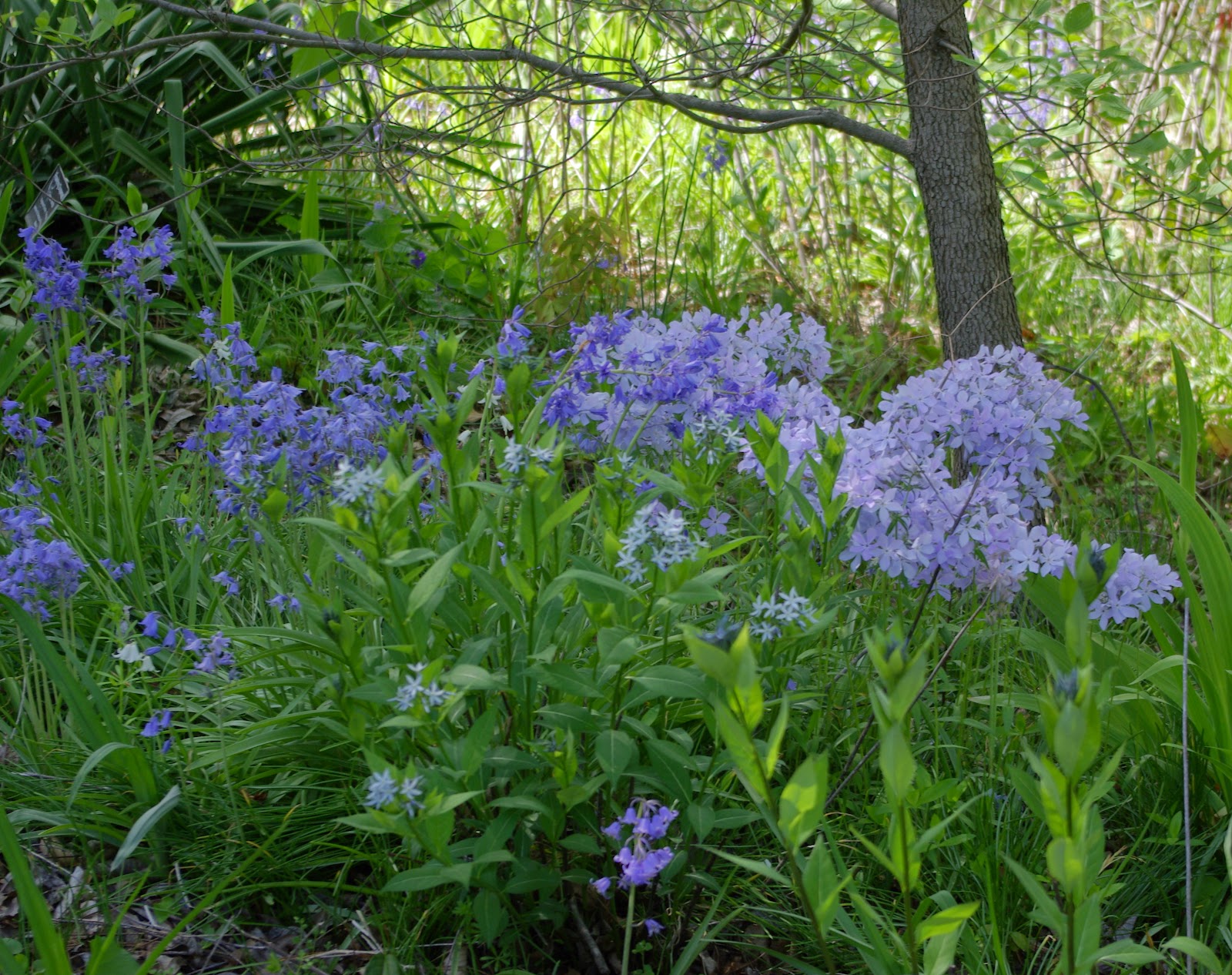 sweetbay: Coker Arboretum and Sisters' Garden, on a sunny day