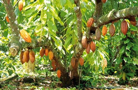 "S" obéit et "R" agit: Cacao