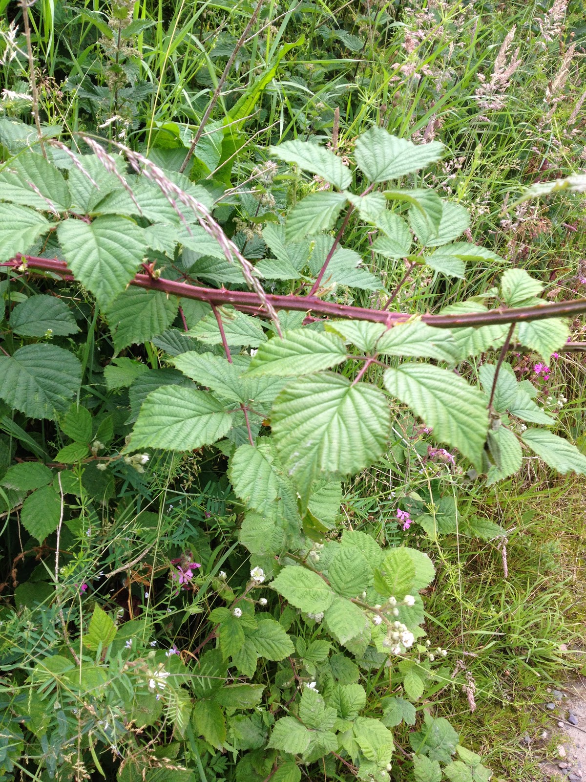 TeamStables: The first few weeks in Scotland, the nettle and the dock plant