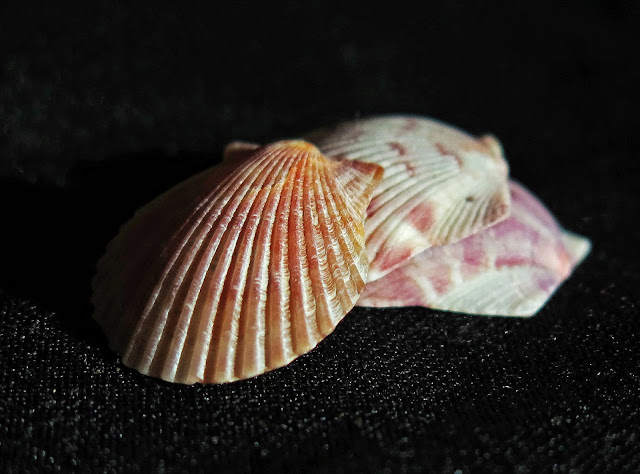 Room Without Walls: Calcium Carbonate Art