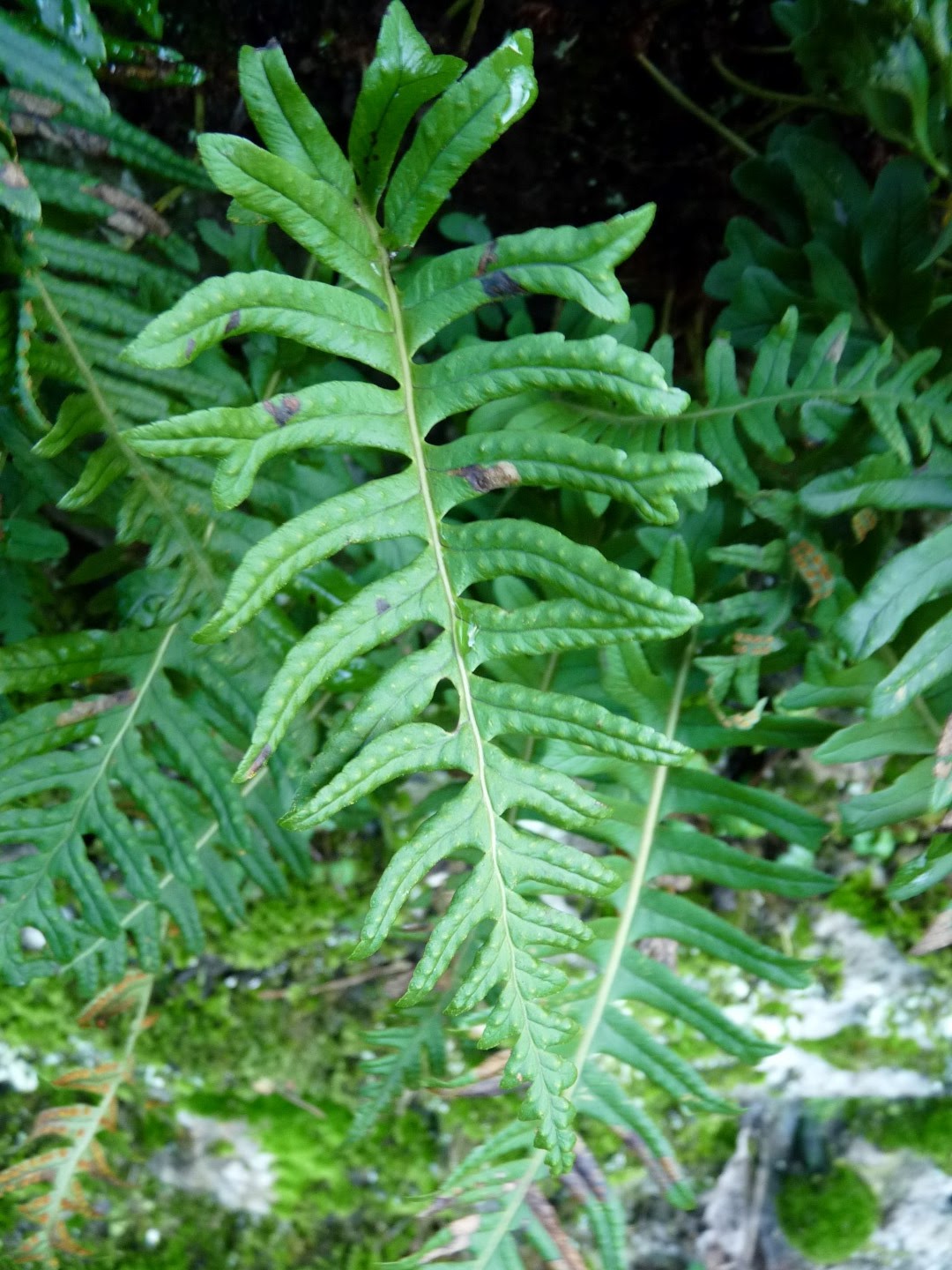 Hutton Roof's Special Ferns and More: Polypodium Interjectum ... Hutton Roof's Special Ferns and More: Polypodium Interjectum ...