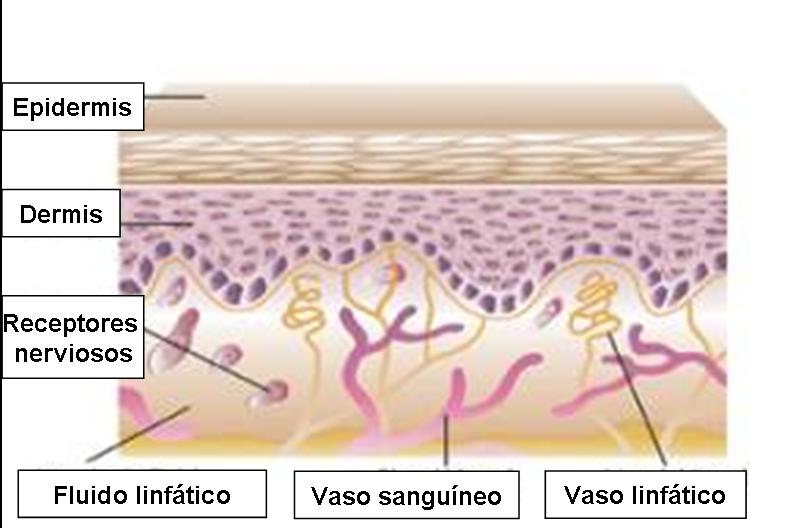 Emil Vodder su saber y hacer en el drenaje linfatico.