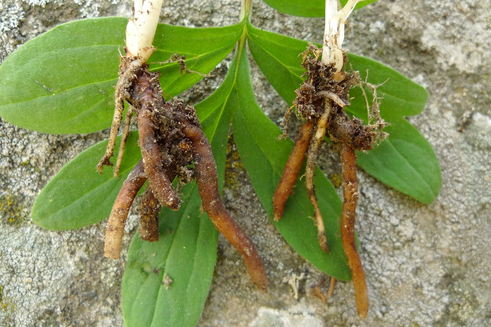 Wild Harvests: Okanogan Roots: Mountain Potato, Glacier Lily, and more