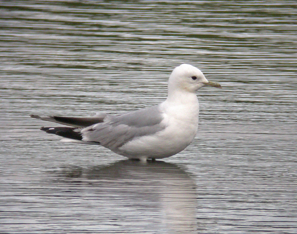 CAMBRIDGESHIRE BIRD CLUB GALLERY: Common Gull