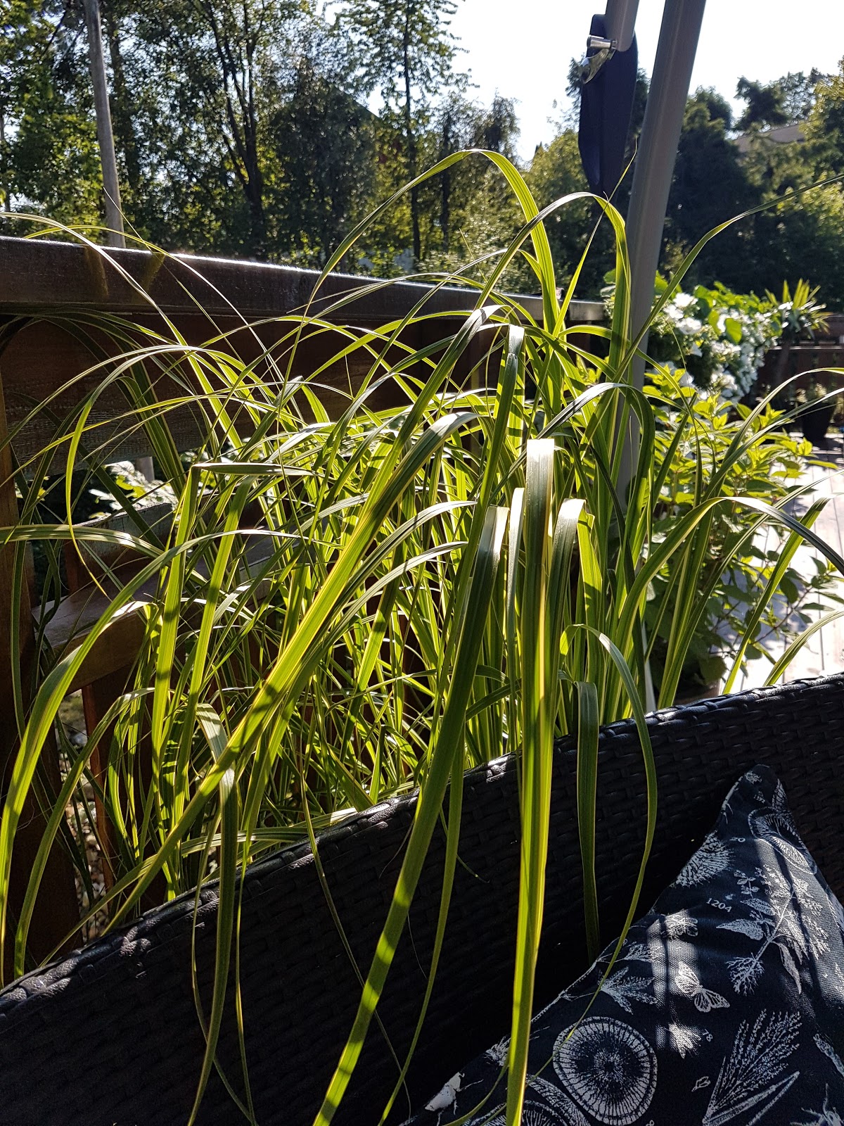 Fruens Flora: Prydgress.