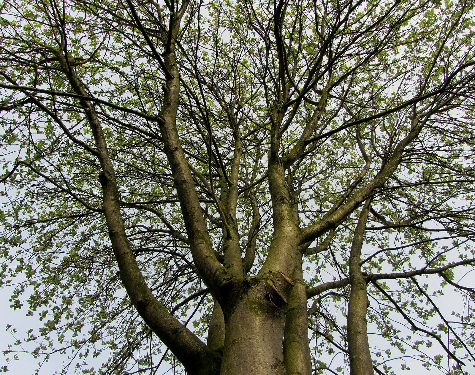 Sorbus aria, Whitebeam