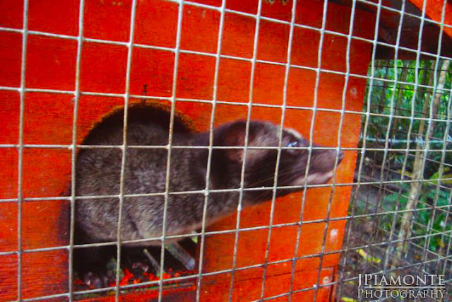 Lakawero: Lakawero Meets Prony the Python at Bohol