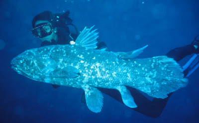 Fossil of Rebellatrix Coelacanth Brings Light To Evolutionary Path of ...