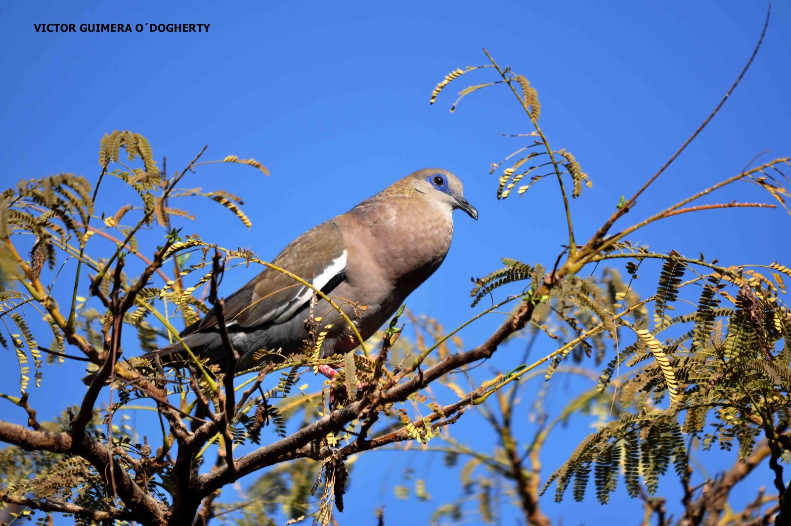 Mis imágenes de aves: MAS FOTOS DE LA ZENAIDA PERUANA