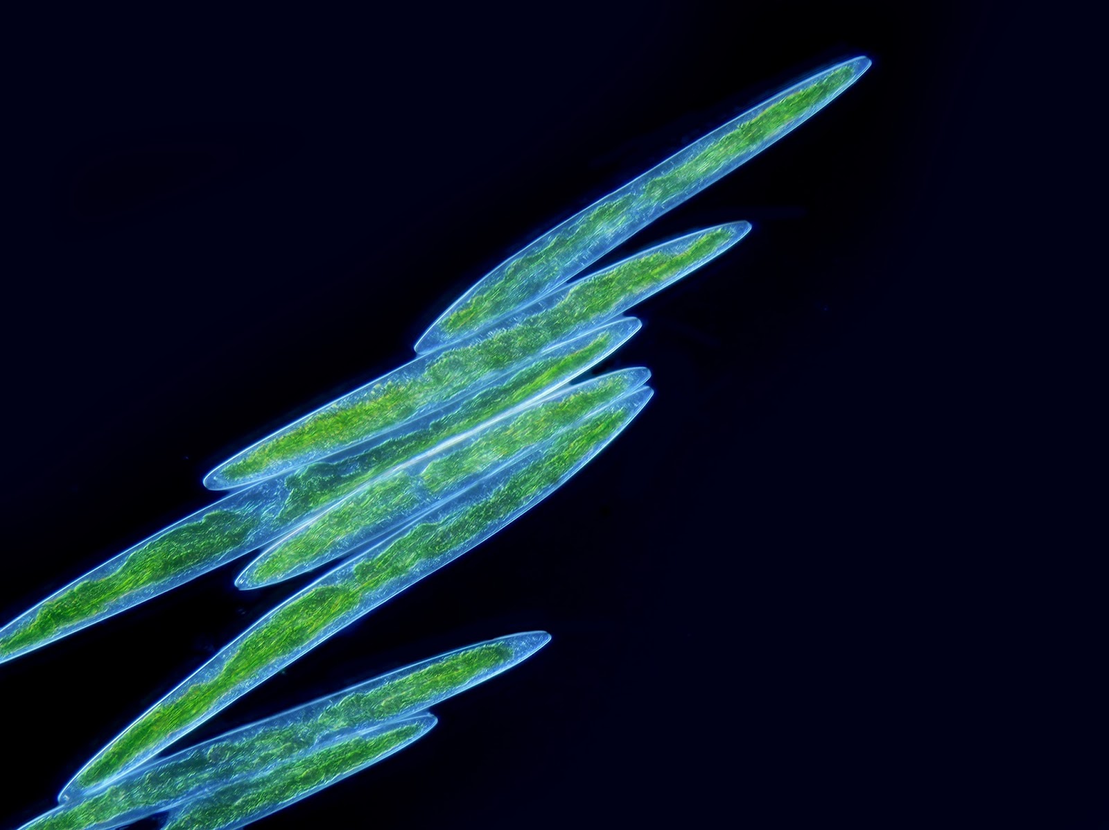 UIS News: UIS researchers combine science and art to capture images of ...