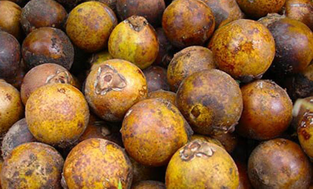 Macaúba, 20 benefícios para sua saúde