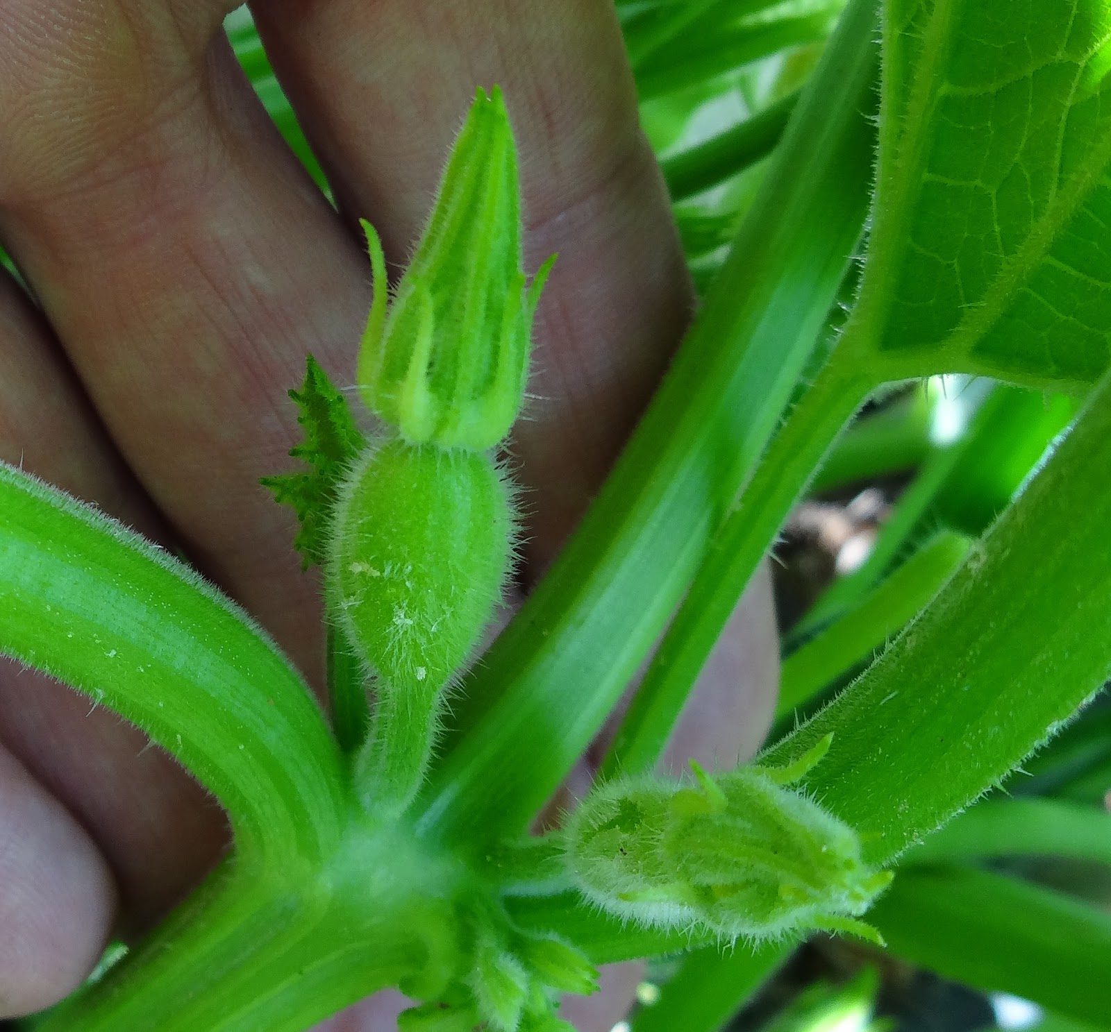 The Scientific Gardener Hand Pollinating Squash the-scientific-gardener-hand-pollinating-squash