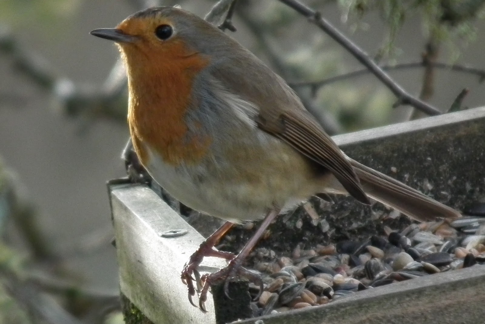 The Life and Times of this Old Git: Latest Bird blog