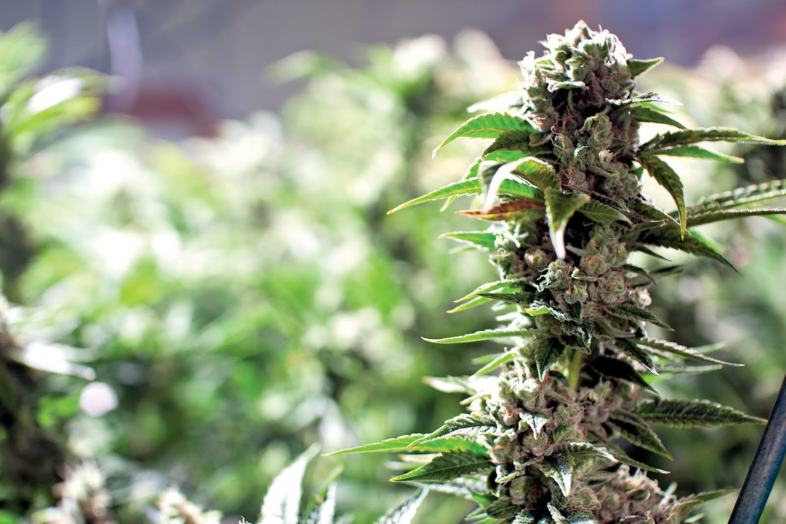 Cannabis Indica: The Essential Guide: Adonai Kush by Kushman Massive Seeds