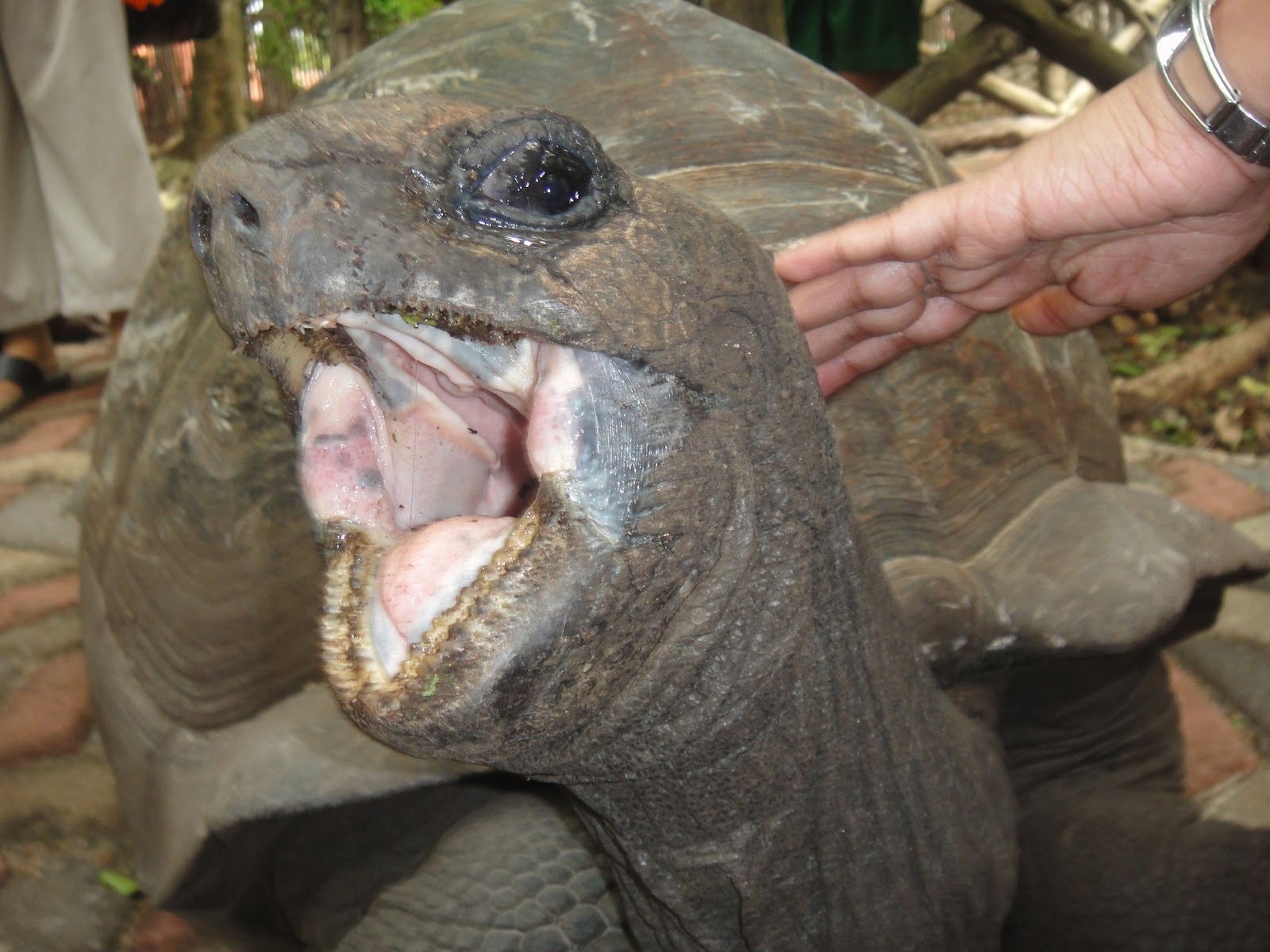 A Touch of Tabasco: Yawning Tortoise Shelldom Bites