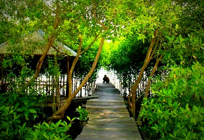 Hutan Di Malaysia - Hutan Paya Bakau - AlamBlogr