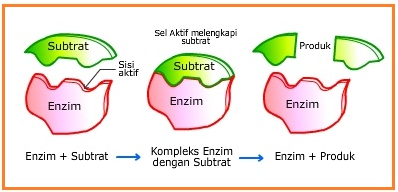 MACAM ENZIM DALAM BIOTRANSFORMASI FASE II - Kumpulan Materi
