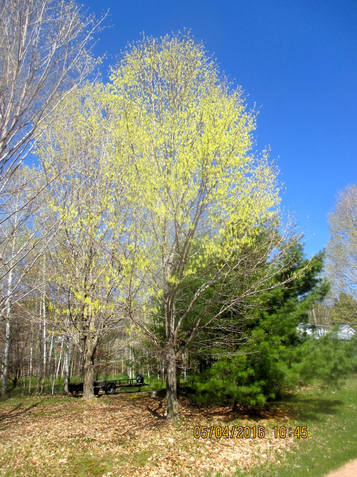 Art's Bayfield Almanac: SUGAR MAPLES AND MARSH MARIGOLDS ARE FLOWERING