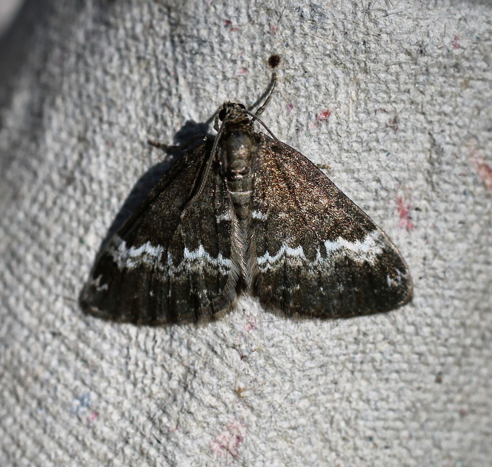 15 May 2014 - Three Rivulets Side by Side - The Laurence Sterne Trust