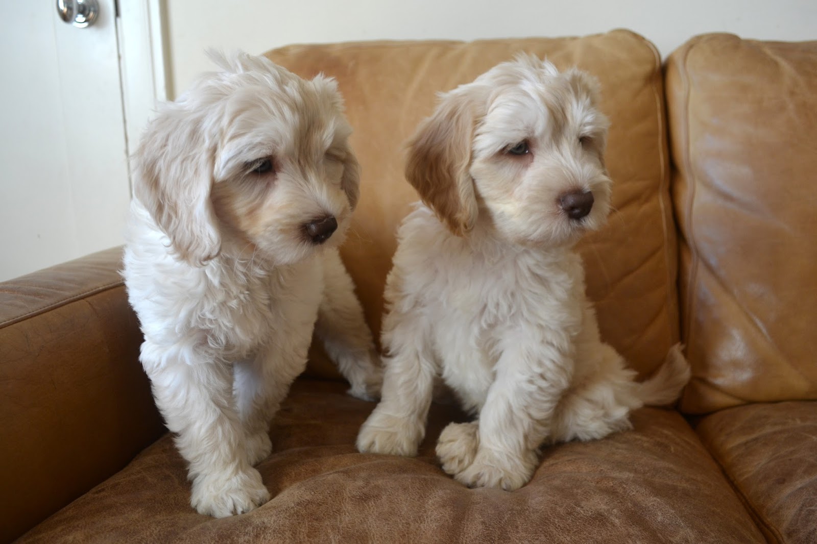 Golden Gate Labradoodles: Authentic Australian Labradoodles: From ...
