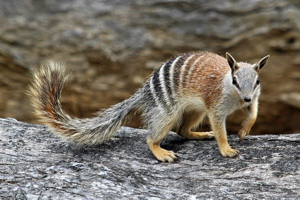 The Numbat | Amazing Creature | The Wildlife