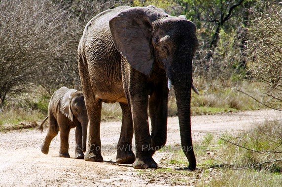 Coral Wild - A Safari Guides Diary: Babies, babies everywhere?