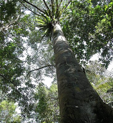 Ramin - Gonystylus Bancanus