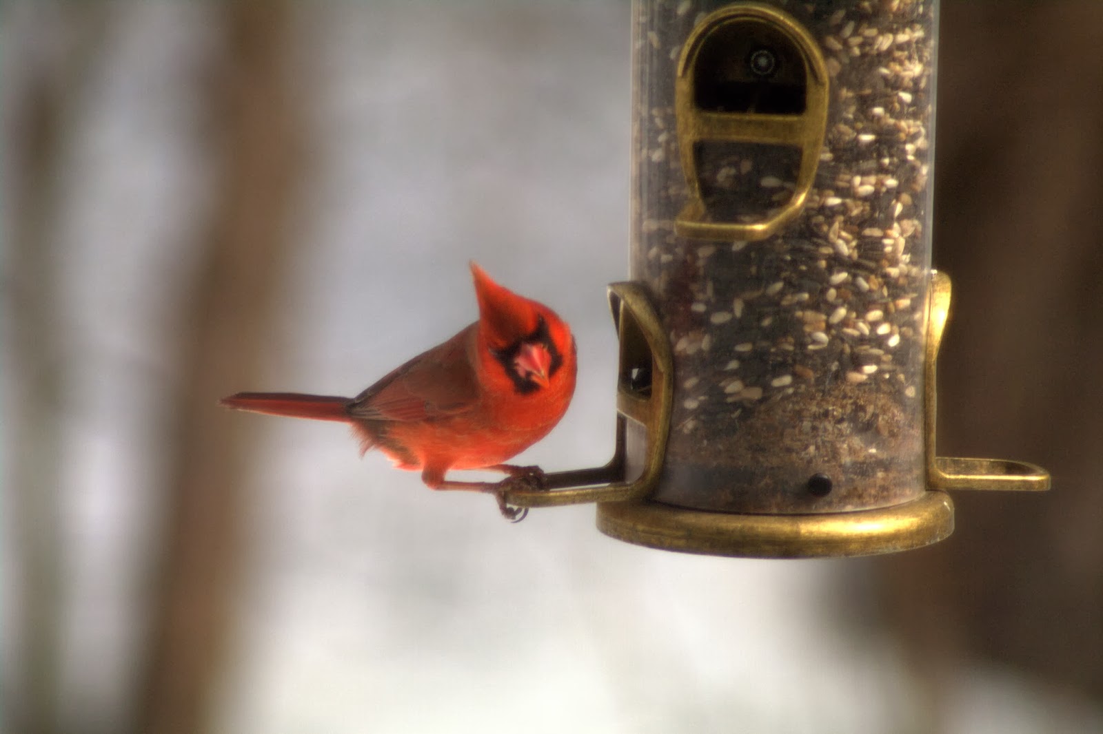 WhatRobSaw: 36 of 365: Taking a bow