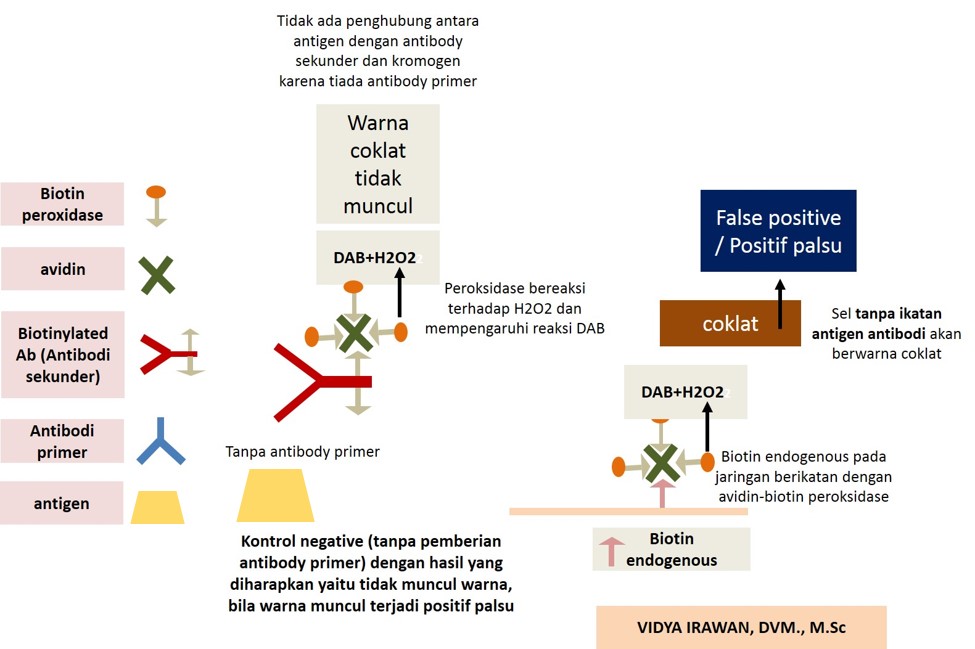 IHC PART 1: ANTIBODY & ANTIGEN, FIKSASI, ANTIGEN RETRIEVAL (AR ...