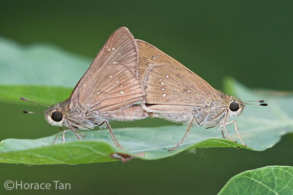 Butterflies of Singapore: Life History of the Small Branded Swift