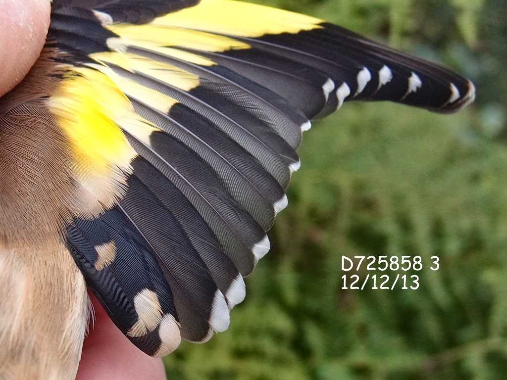 Two in a bush: Ageing Goldfinches: a photographic guide.