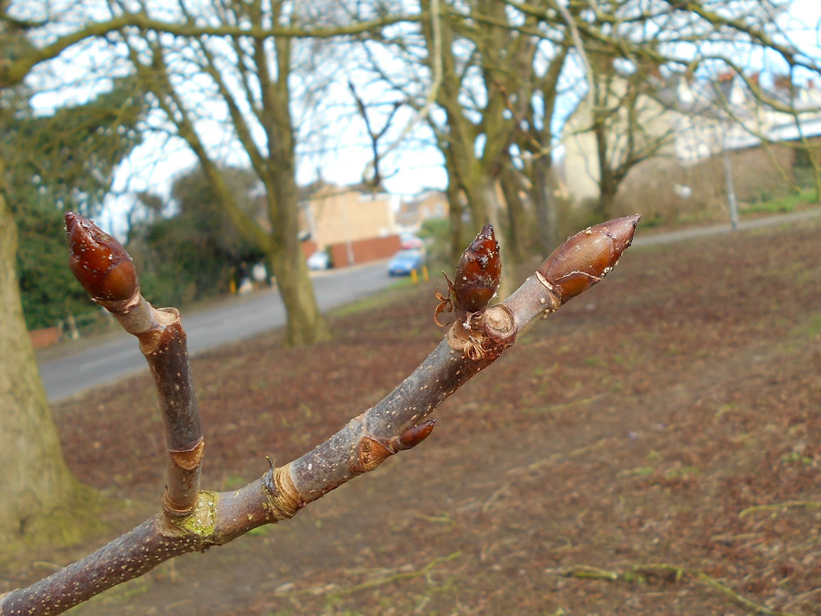 Tony's Blog: Sticky Buds