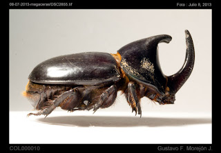 Coleoptera de Ecuador: Megaceras morpheus (COL000010)