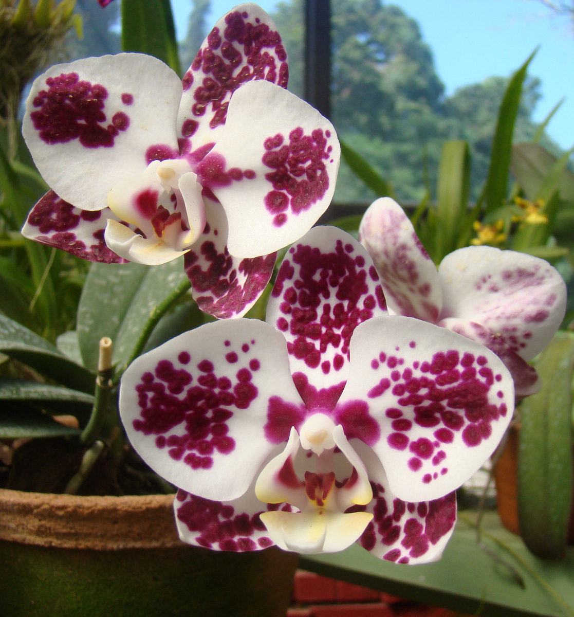 Discover-SriLanka: SRI LANKA - ORCHIDS