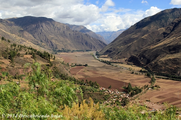Descubriendo hojas: De camino a Quillabamba (Perú)