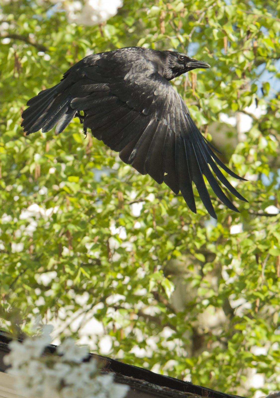 Bird Word Girl: Parade of the Handsome