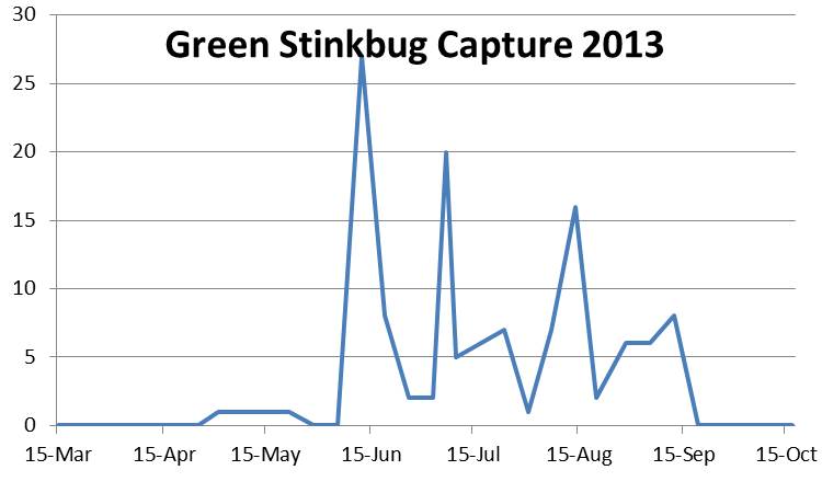 Grain Crops Update: Big Season for Green Stink Bugs?