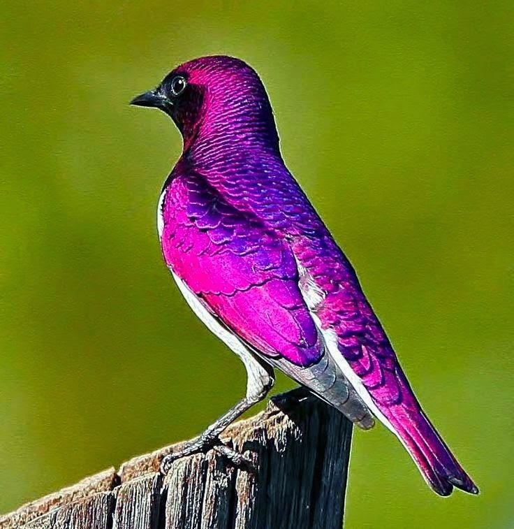 Birds And Animals: Bert Pretty Violet-backed Starling