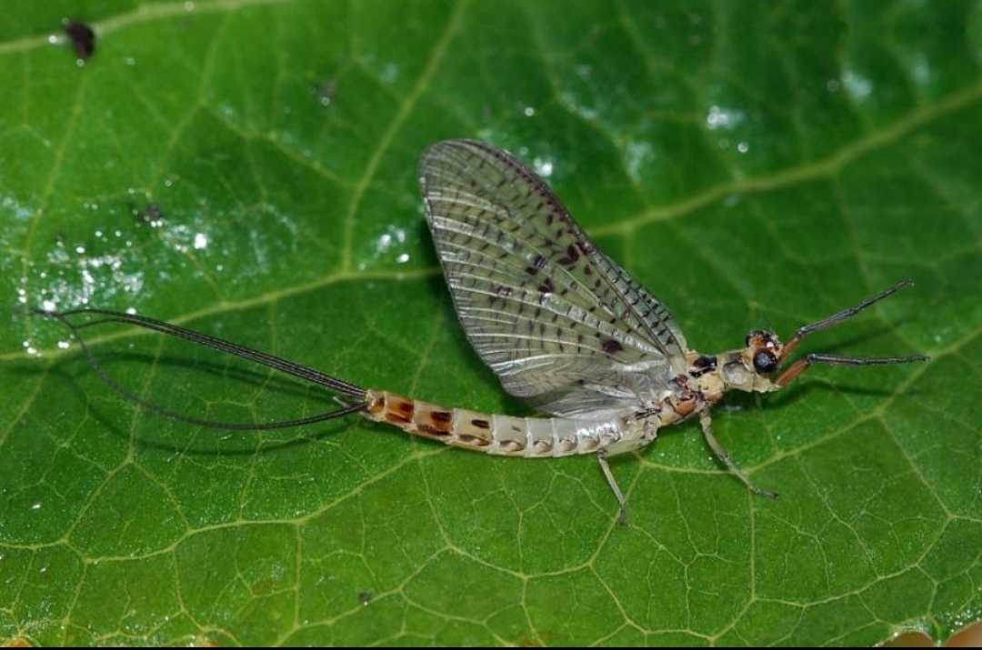 Ephimeroptera - Insectduniya|Entomology - Wikipedia