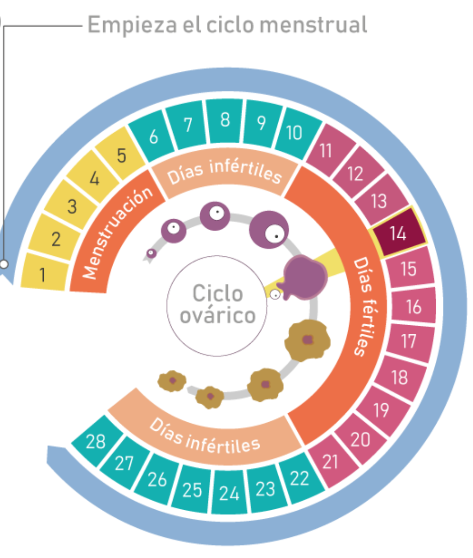 Factores que influyen en la irregularidad del ciclo menstrual ...