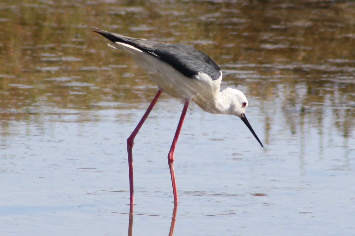 TERRA DAS AVES: Pernilongo (Himantopus himantopus)