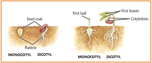 BIOLOGI GONZAGA: MONOKOTIL - DIKOTIL