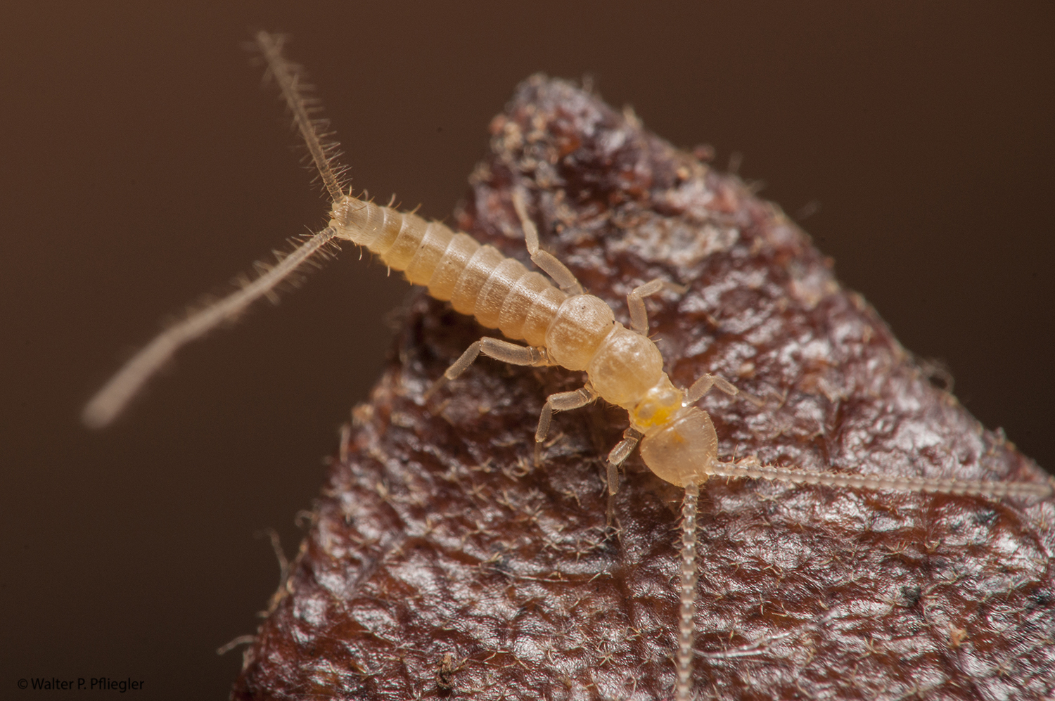 Nature photos from an Amateur Naturalist: Bükk Mts., Hungary (Bükk ...