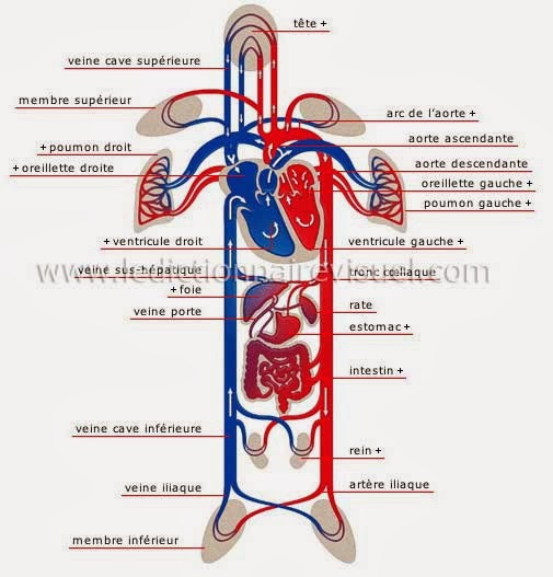 Anatomie cardio-vasculaire | Récap' IDE